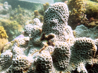 Corals: Massive Wonders of the Sea That Take Many Forms