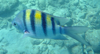 Beginning Snorkelers Guide To Caribbean Reef Fish
